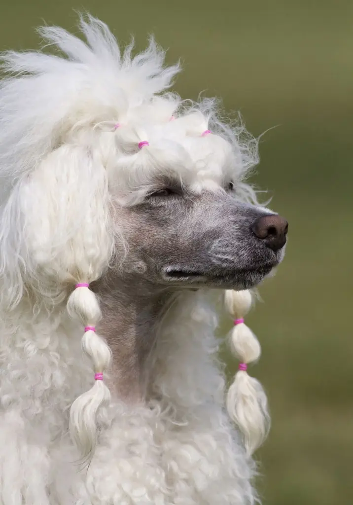 Seriöse Pudel Züchter finden - myPudel.de