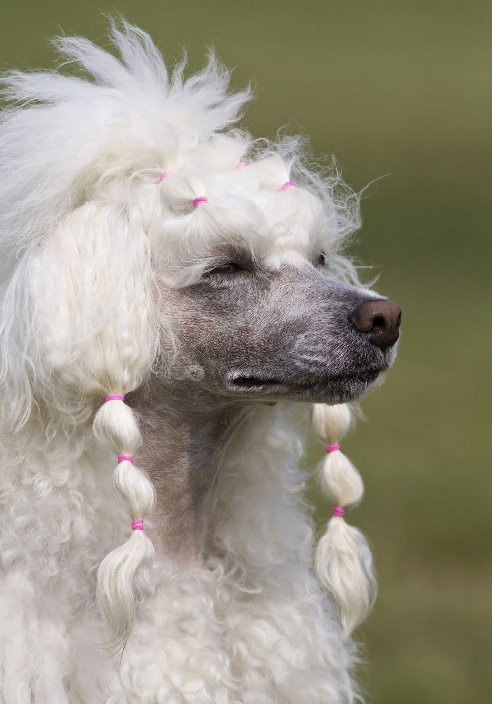 Pudel Bilder und Fotos