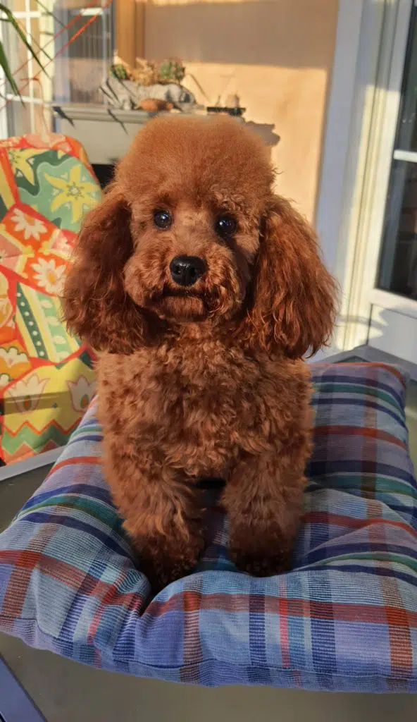 Kleinpudel / Zwergpudel / Toypudel - myPudel.de