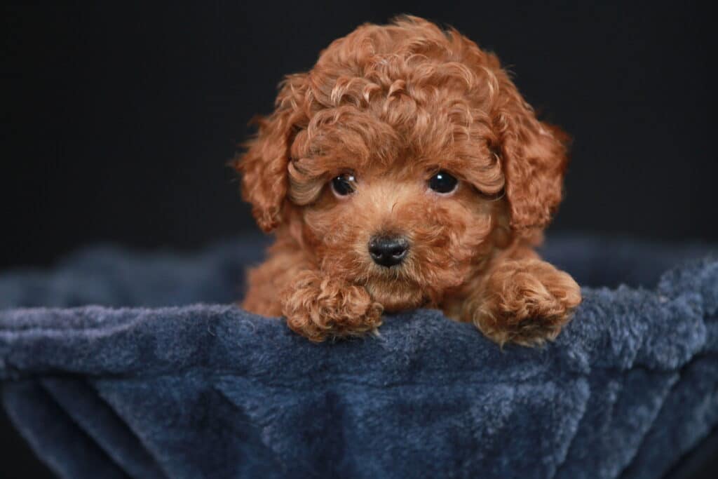 Anzeigen - myPudel.de