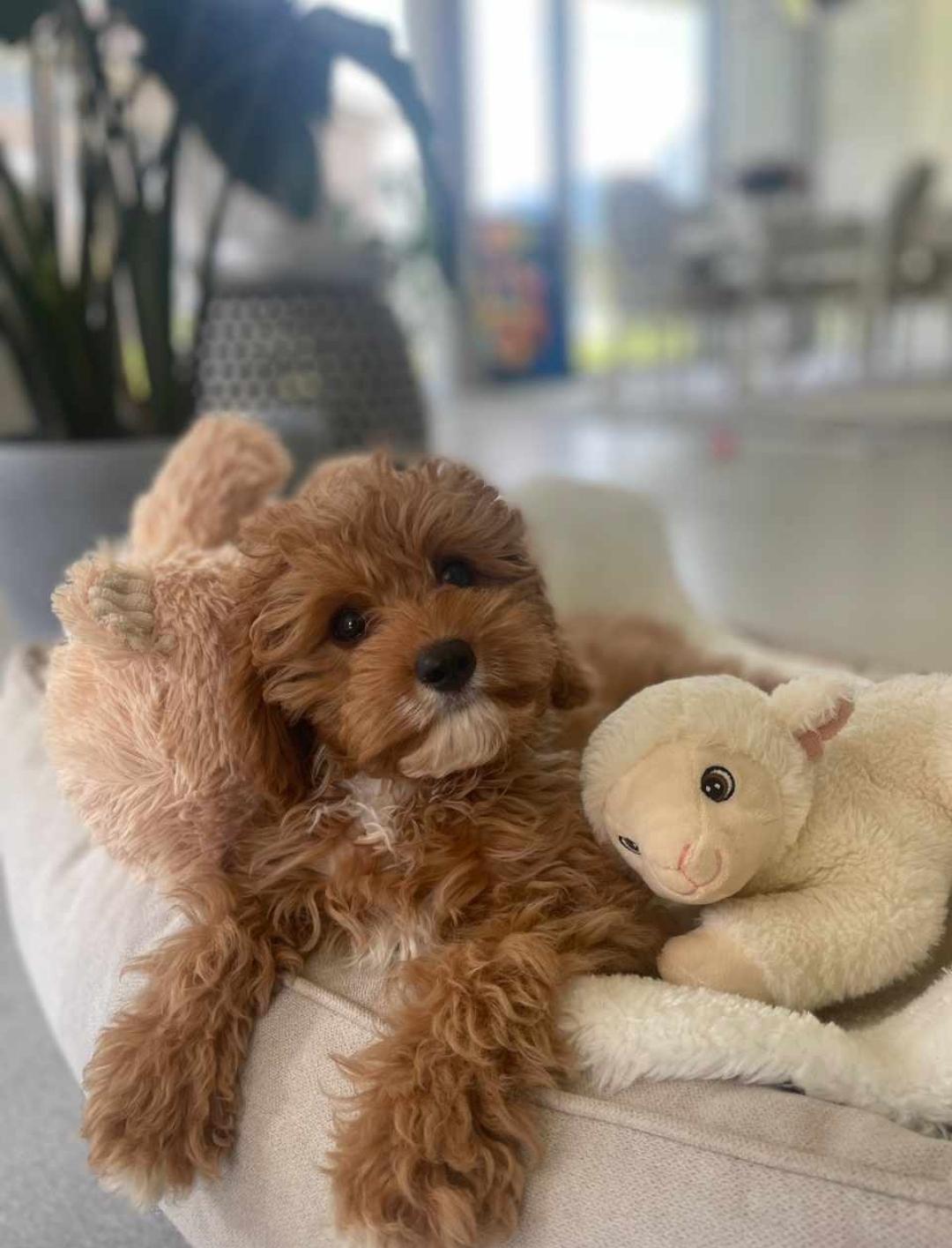 Pudel Züchter und Welpen in Österreich - myPudel.de