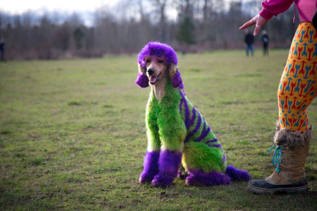 Pudel Frisuren - myPudel.de