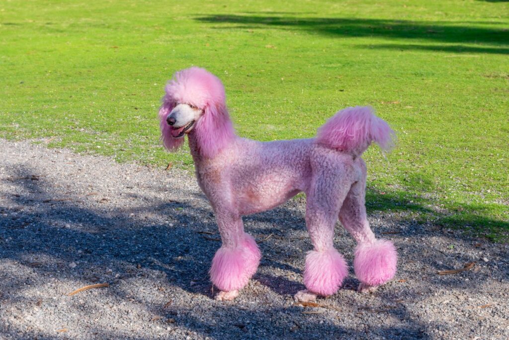 Pudel Frisuren - myPudel.de