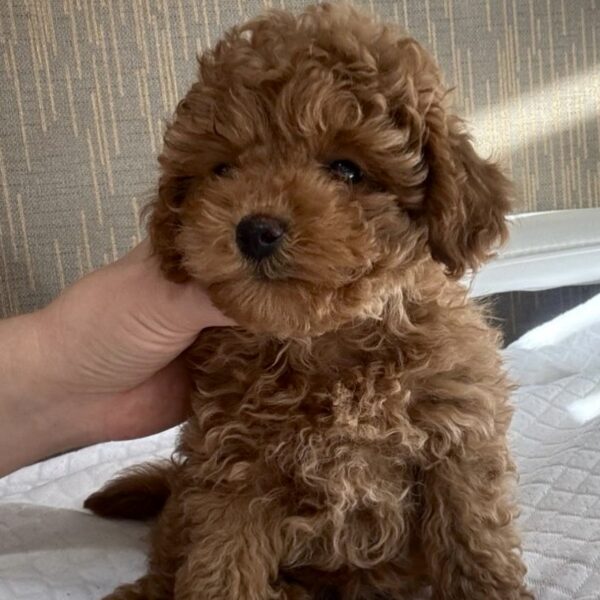 Pudel Welpen - myPudel.de